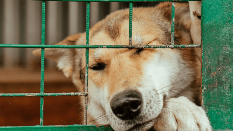 The Intake Process for Jail and Prison - Cook Attorneys